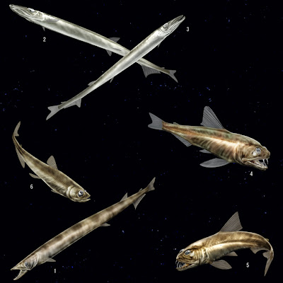 Catalogue of Organisms: Hunters in the Deep Sea