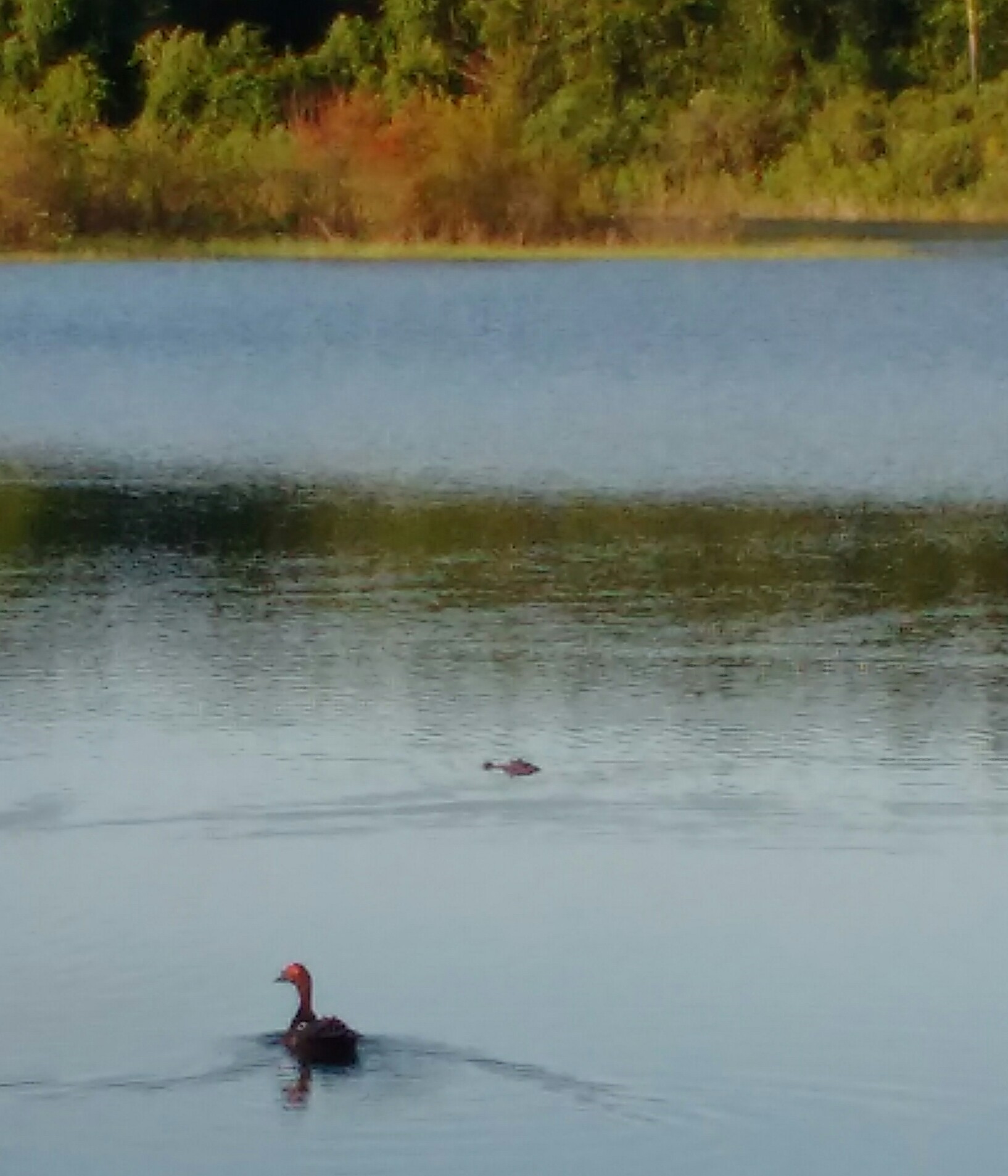 Angels for You: Gator Alert: Angel Message