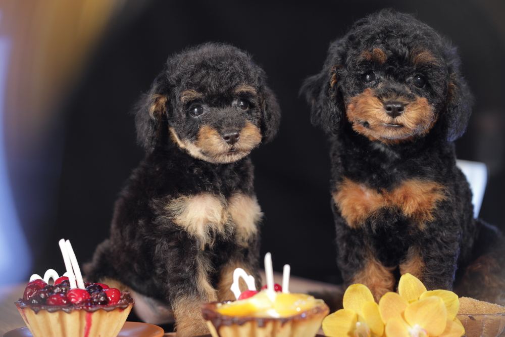 puppies phantom color