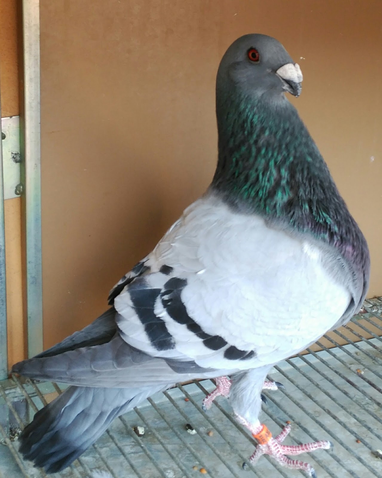 JOSE ANTONIO: Evolución de un pichón