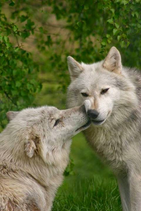 White Wolf : 30 Pictures That Will Make You Fall In Love With Wolves