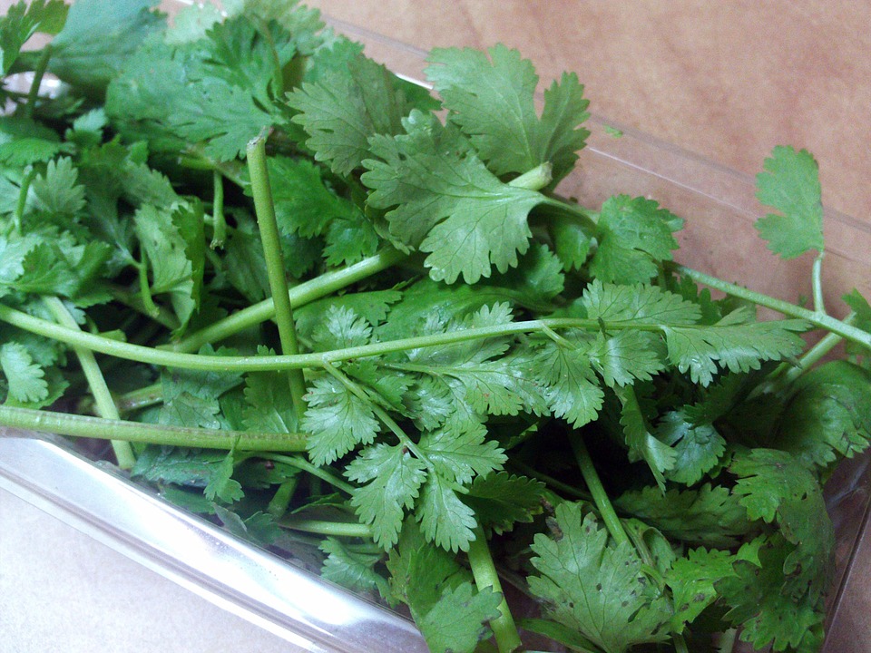Amazing health benefits of eating cilantro herb you need to know - fasa ...