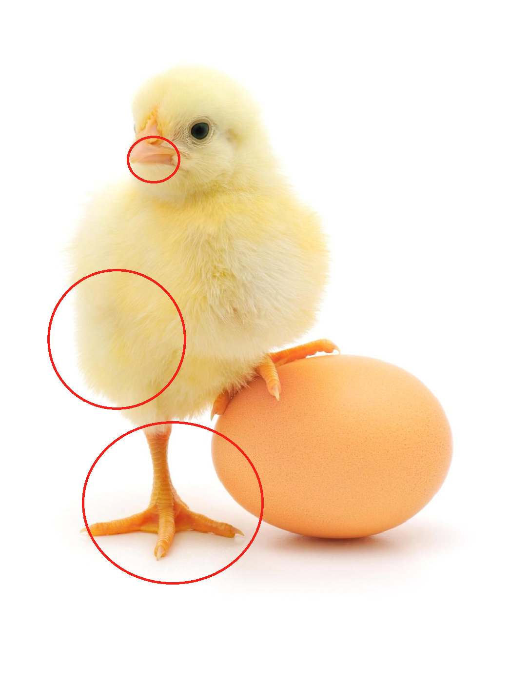 Clase de los animales : Conocemos al pollito