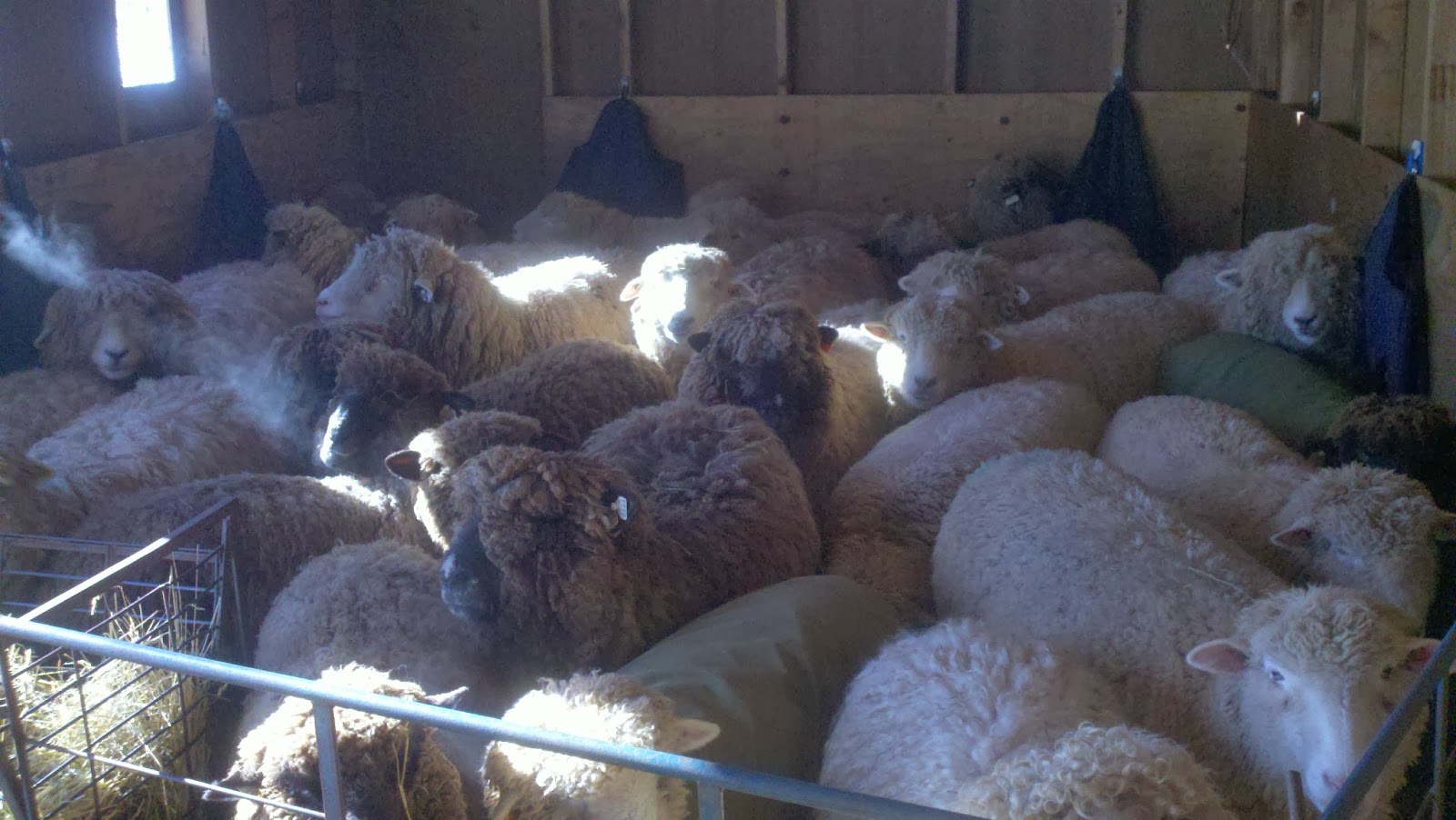 Shear Madness: Shearing Support