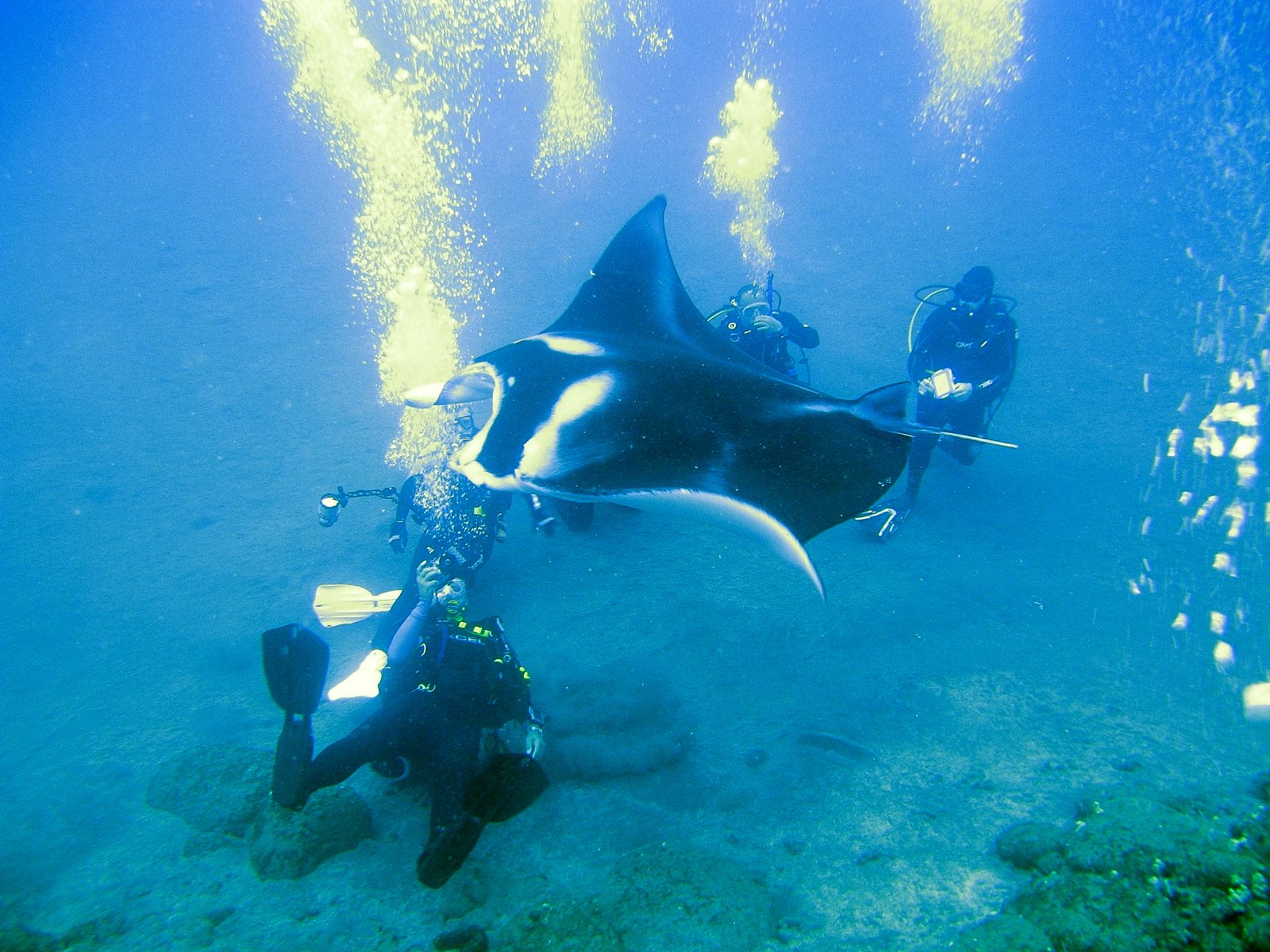 Daily Underwater Photo: Manta Ray Swim By