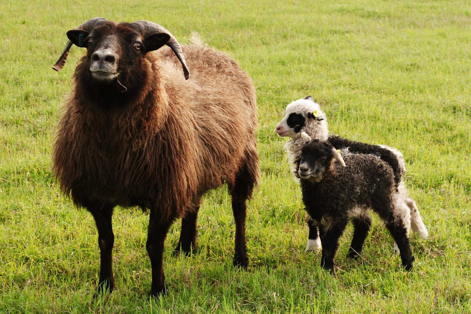 OLDESOUTH FARM: Spring Continues and we love it!