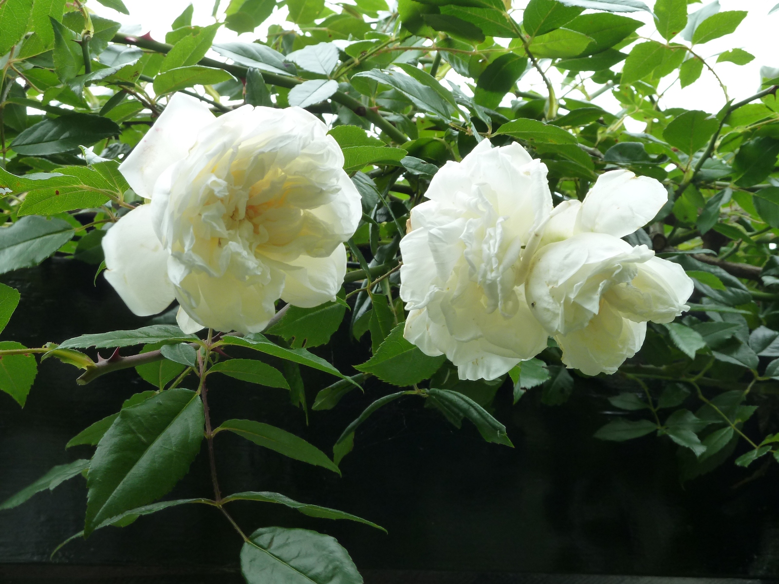 IN MÍJN TUIN ... : 'THE DUTCH WAVE': EEN ANDERE KIJK OP DE TUIN