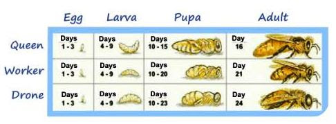 Strathcona Beekeepers' Library