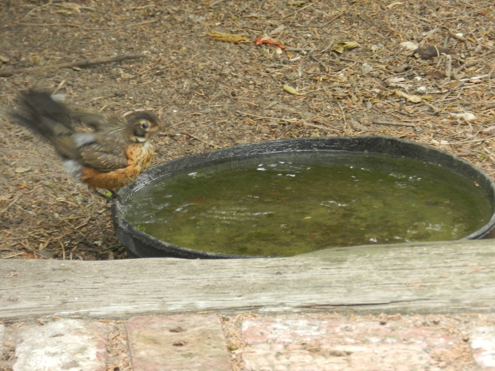 Prairie Tayles: Watering Holes Cool Local Critters