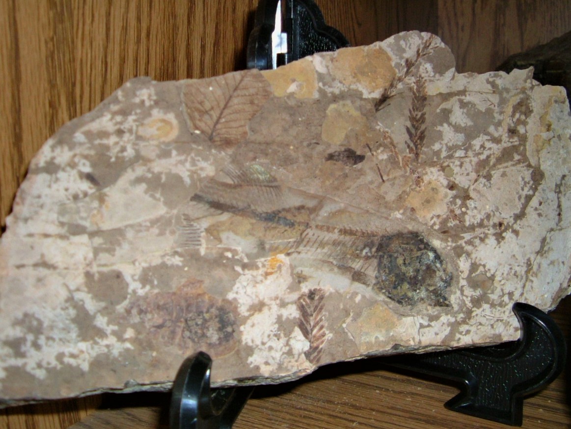 FOSSIL HUNTRESS: EVOLUTION OF FISH