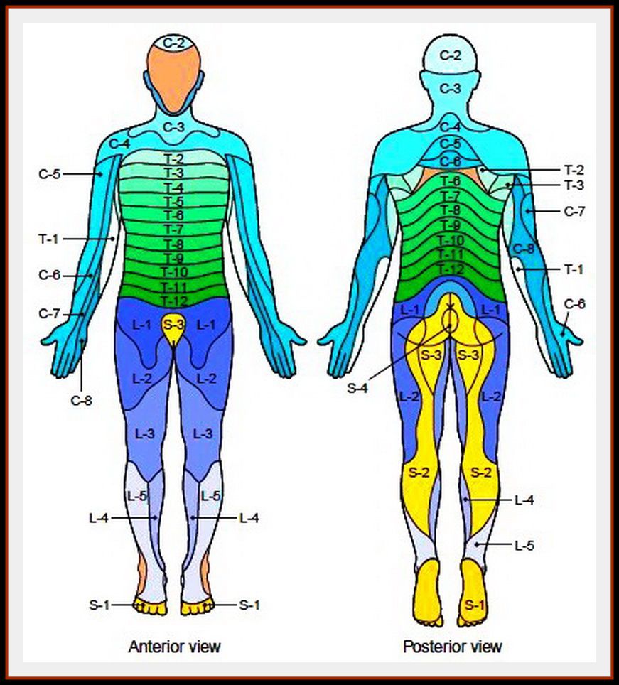 truthlady3: Dermatomes Dermal Segmentation