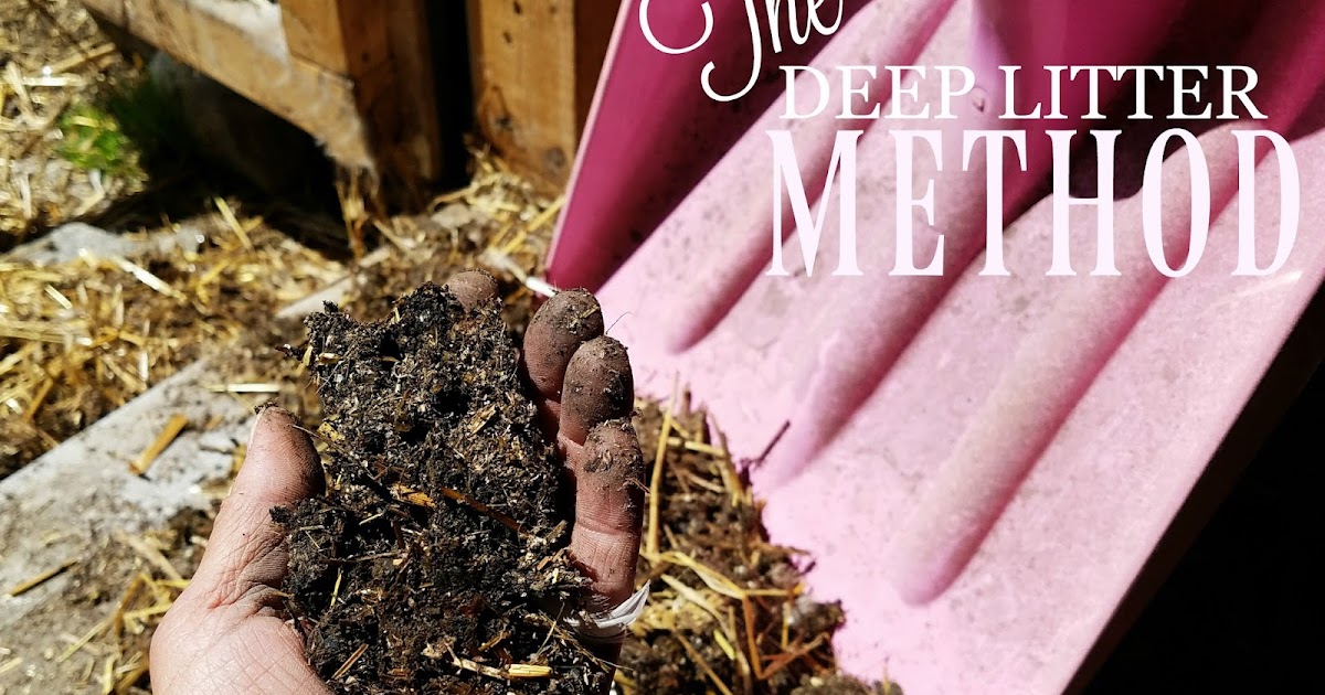 The Deep Litter Method aka Chicken Coop Winter Composting | Fresh Eggs ...