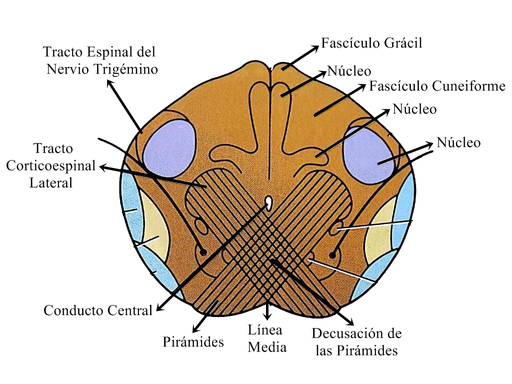 Bulbo Raquídeo ~ Biopsicosalud