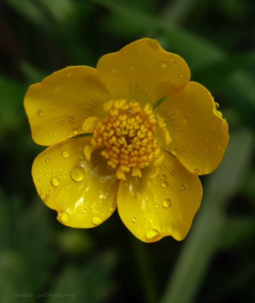 Chwile zaChwycone: Jaskry z Łąki Niespodzianek