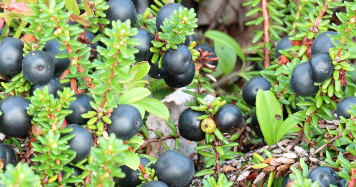 Oma kammari: Variksenmarja yllätti