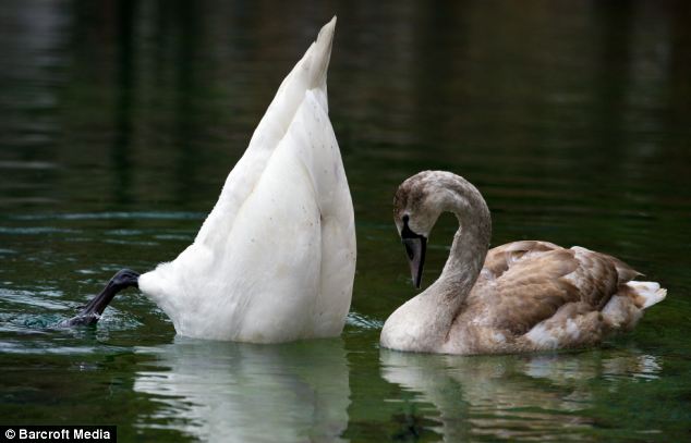 The animal zone: Why swans have long necks... Photographer shows it can ...