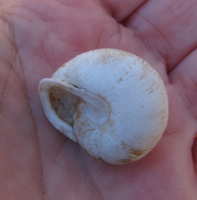 Squirrel's View: Land Snails