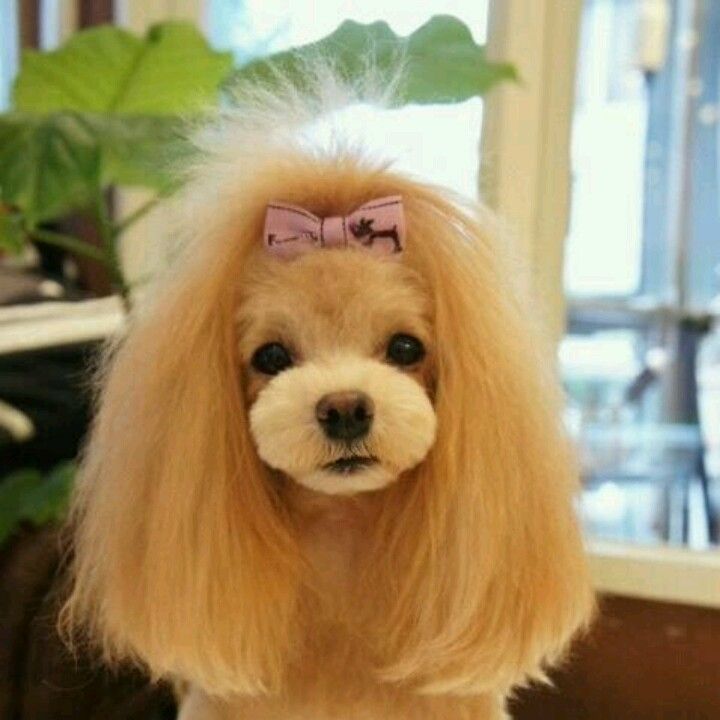 Fotos de perros verdes - Blog de imágenes