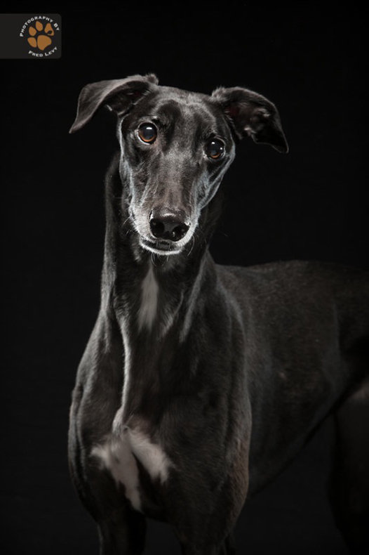 Hermosas fotos de perros negros que a menudo son pasados por alto para ...