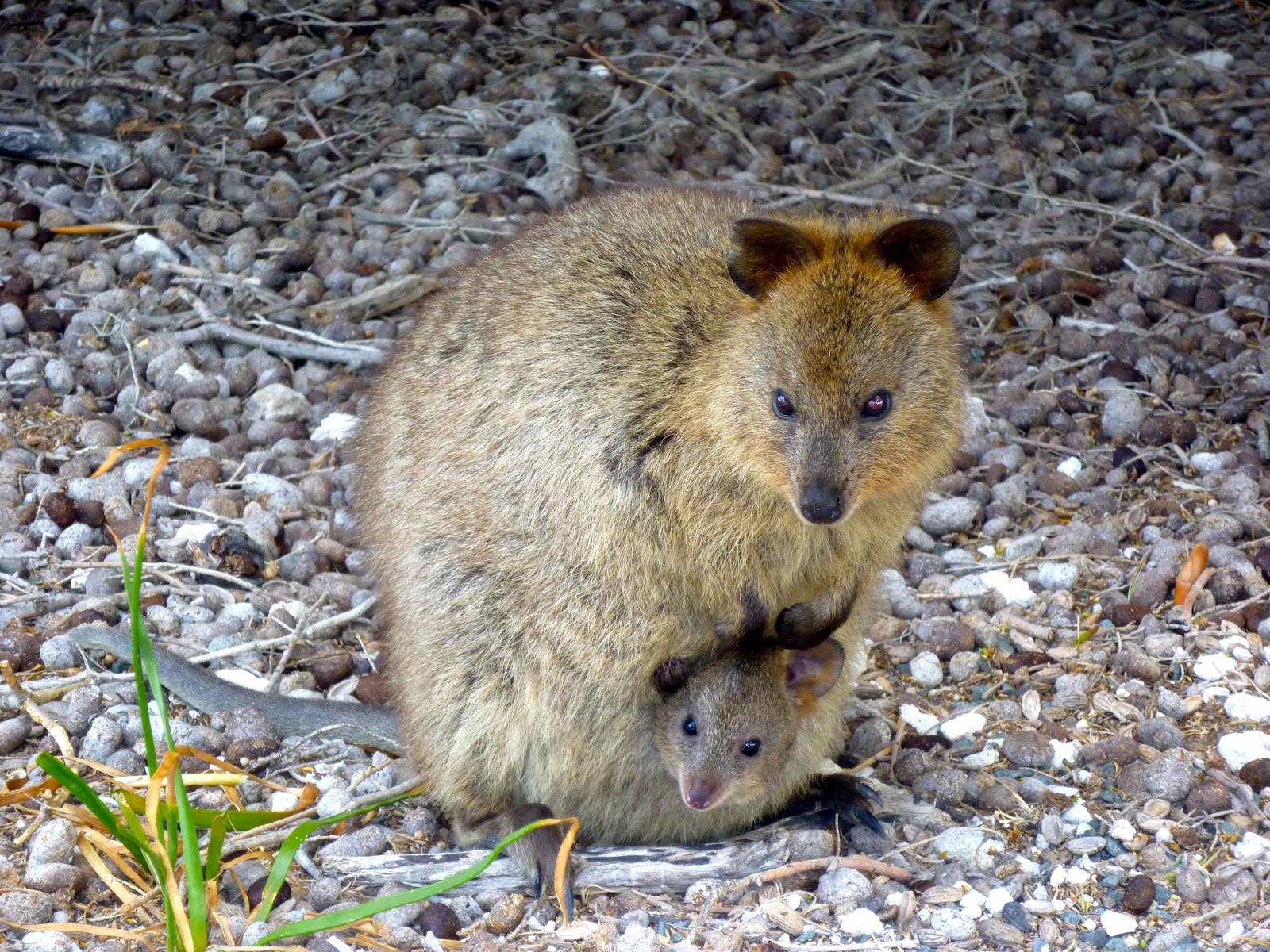 Quokka - Wild Life Planet