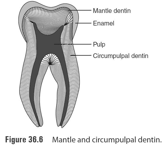 Dentin 1 (dentin structure) l Oral histology and biology MCQs for ...