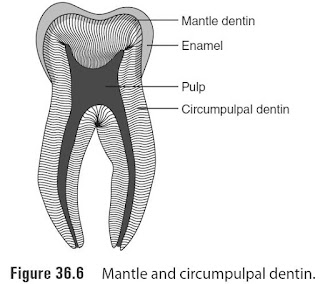 Dentin 1 (dentin structure) l Oral histology and biology MCQs for ...