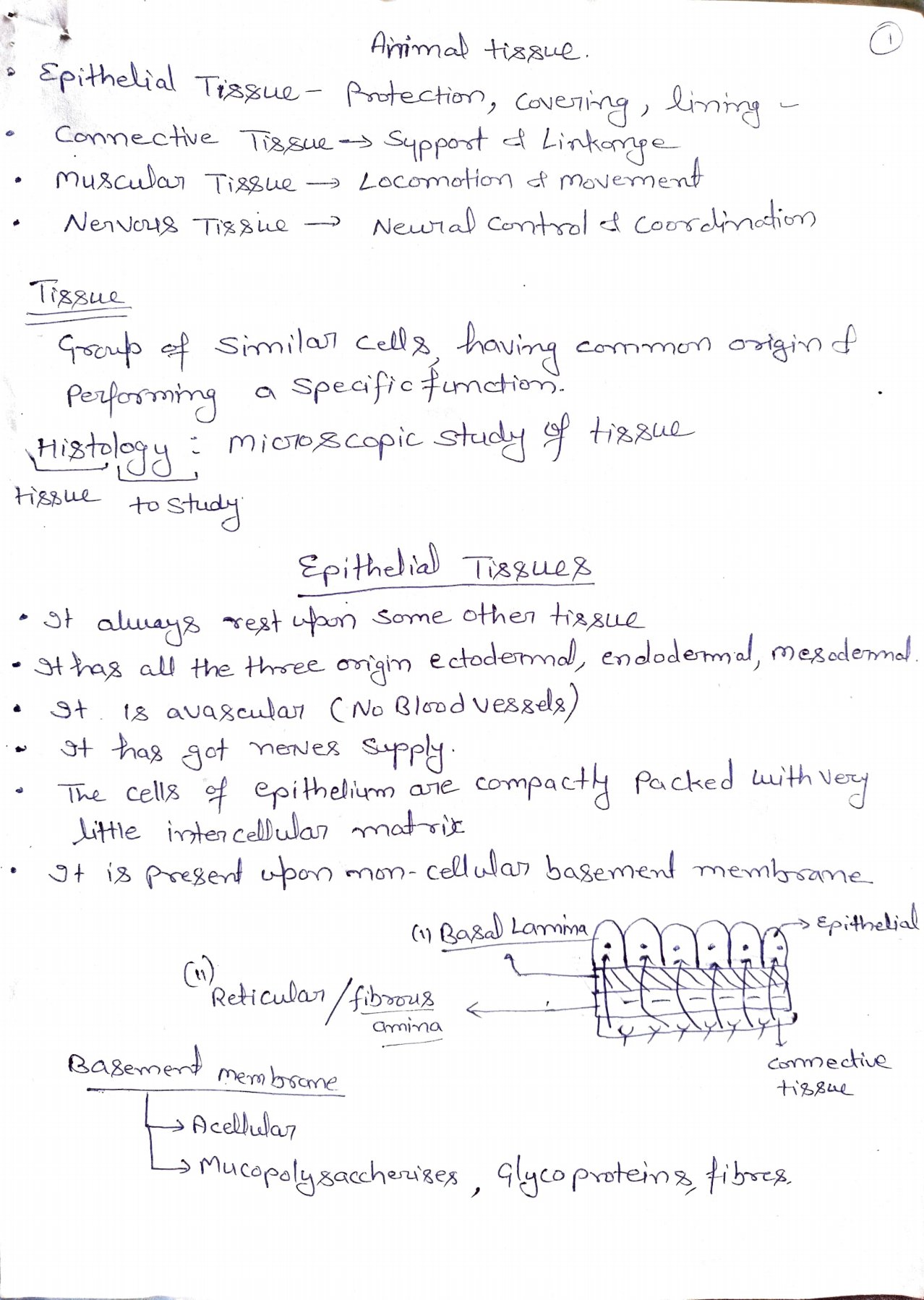 Animal tissue class 11 - Studypur