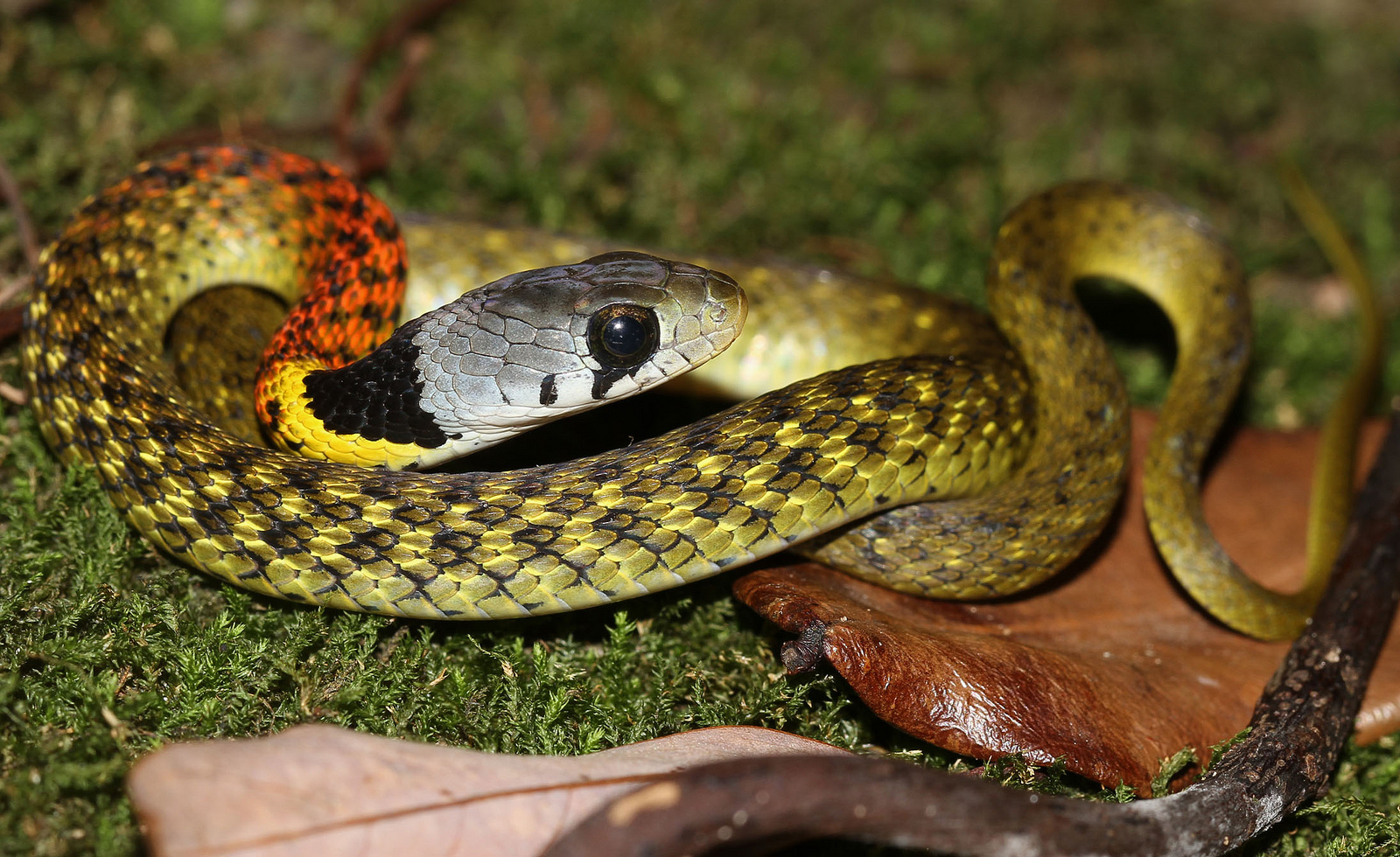 5 Ular Yang Memiliki Bisa Paling Mematikan