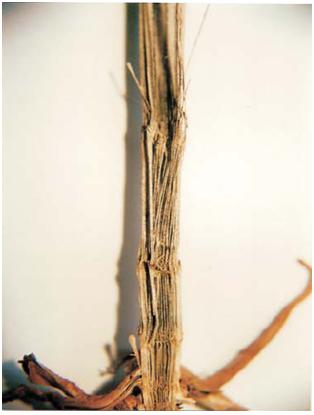 Informações Agrícolas: Milho - Doenças - Podridão de Macrophomina ...