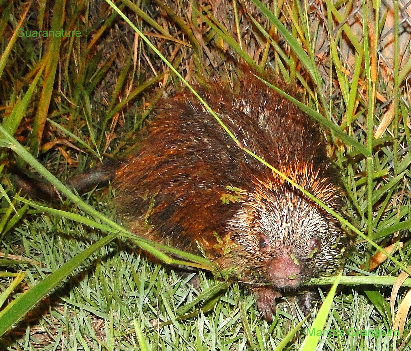 Guaranature: Ouriço-cacheiro (Coendou Prehensilis)