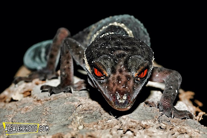 Chinese Cave Gecko ตุ๊กแกถ้ำจีน