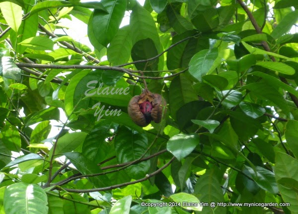 My Tropical Plants Finder: Myristica fragrans - Nutmeg