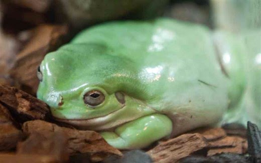 Love My Pets-Amphibian Supplies: What Types of Pet Frogs are Suitable ...