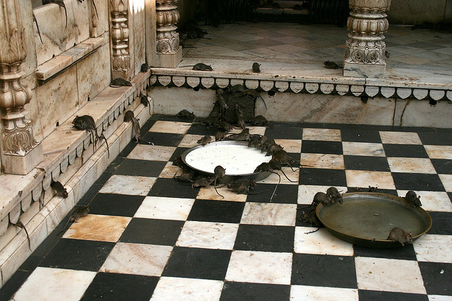 The Holy Rats of Karni Mata | The Ark In Space
