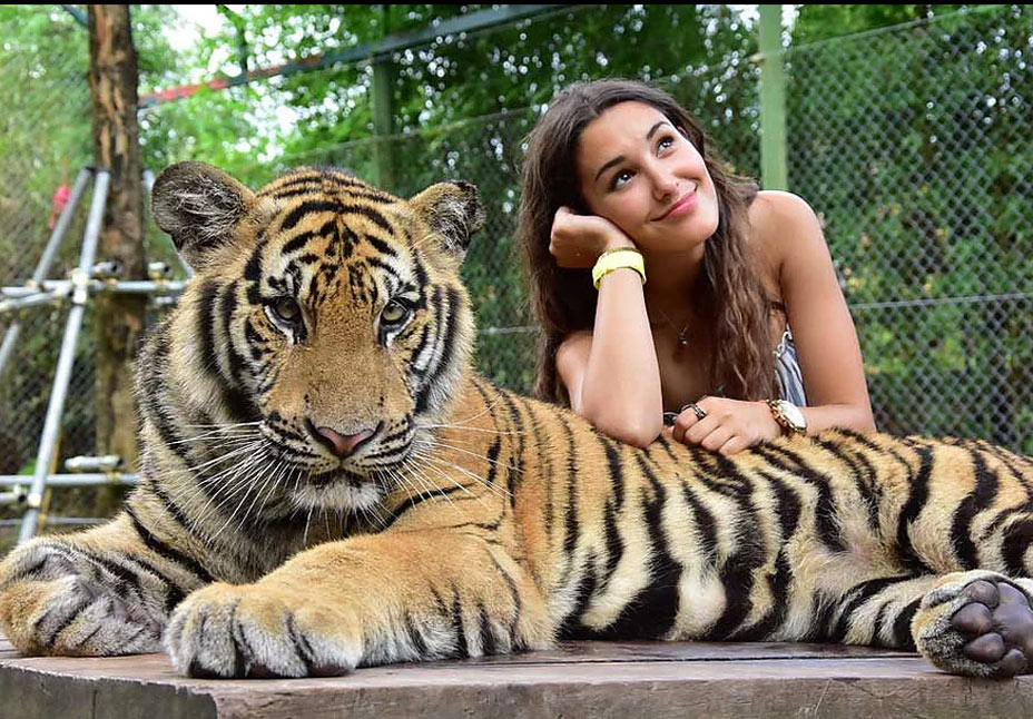 GEOGRAFI LINGKUNGAN: HARIMAU ; KUCING BESAR LORENG PENGUASA RIMBA BELANTARA