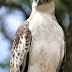 Elang Flores / Flores Hawk Eagle (Nisaetus floris) ~ Jendela Lestari