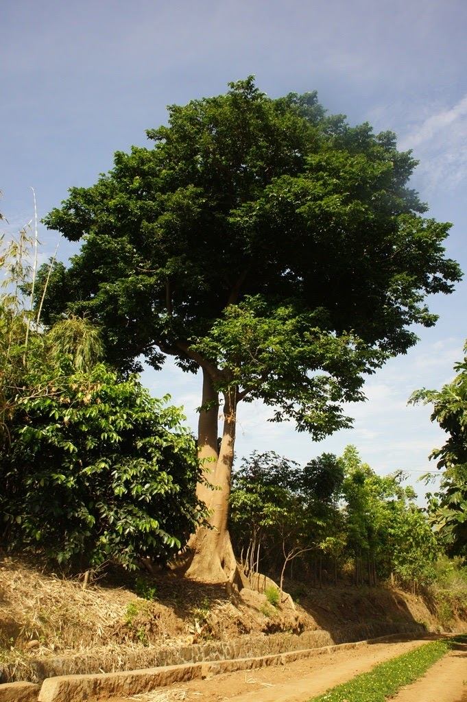OUR PHILIPPINE TREES: Safari in Lagundi Country