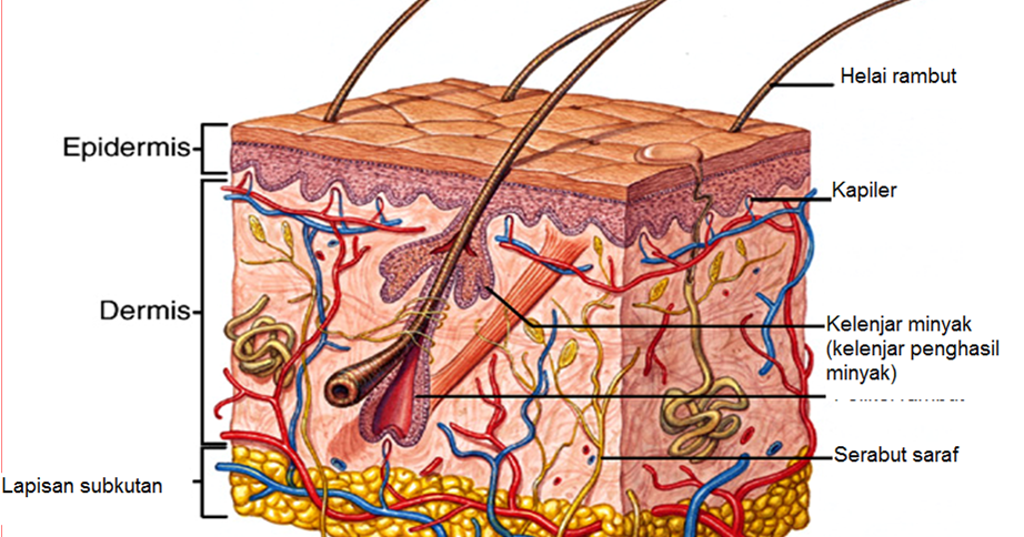 Apakah Kulit Termasuk Organ? - BELAJAR KURIKULUM 2013
