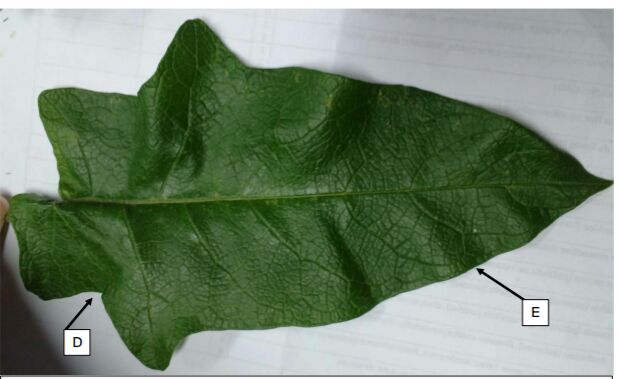 Flora campus I: Solanaceae - Solanum paniculatum L