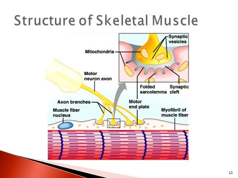 Ison Human Biology: Module 8 Notes: Muscular System