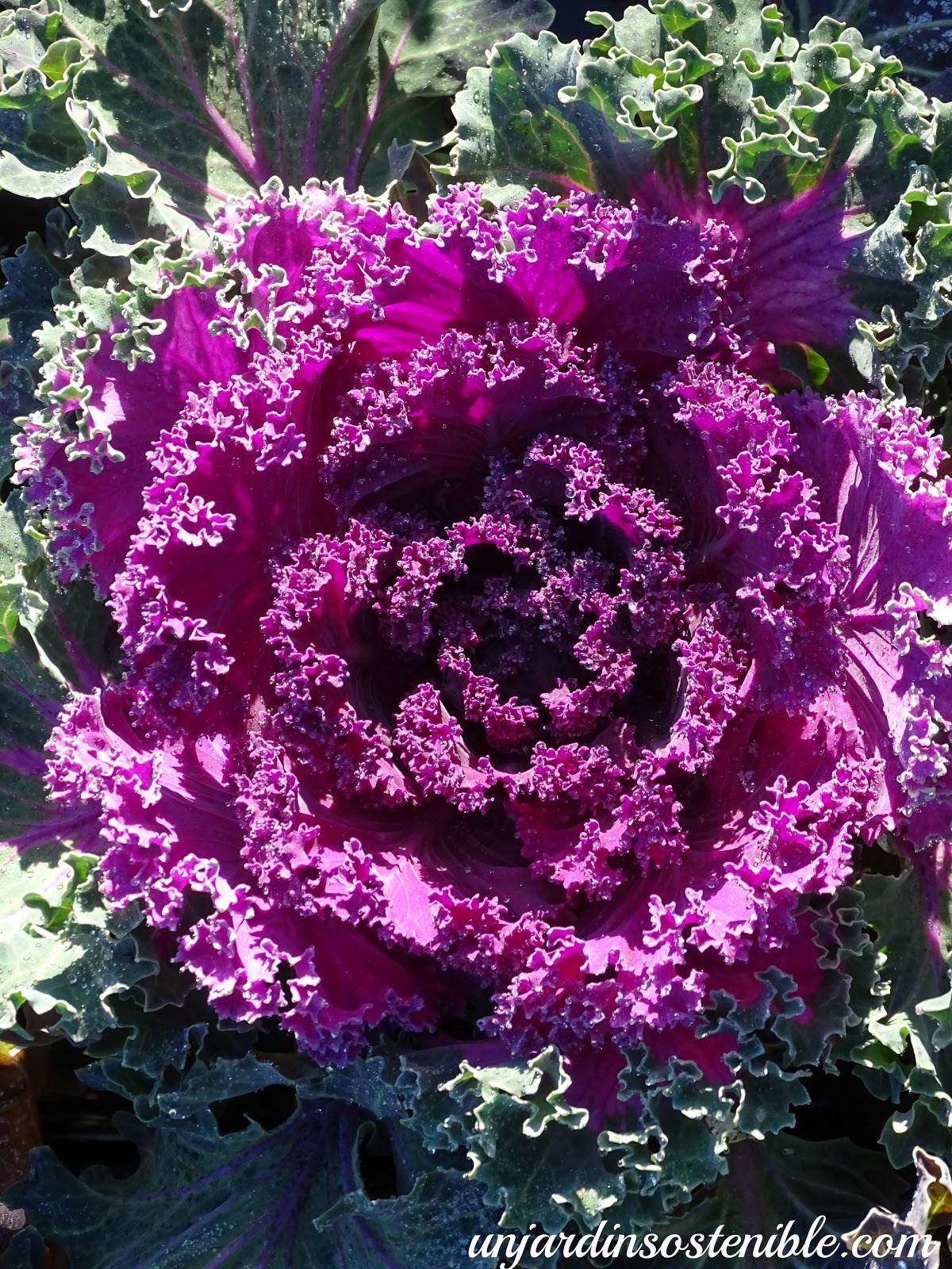 Col de jardín Brassica oleracea (Col ornamental)
