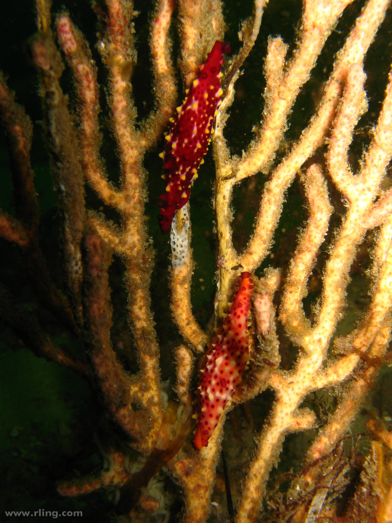 Real Monstrosities: Spindle Cowry