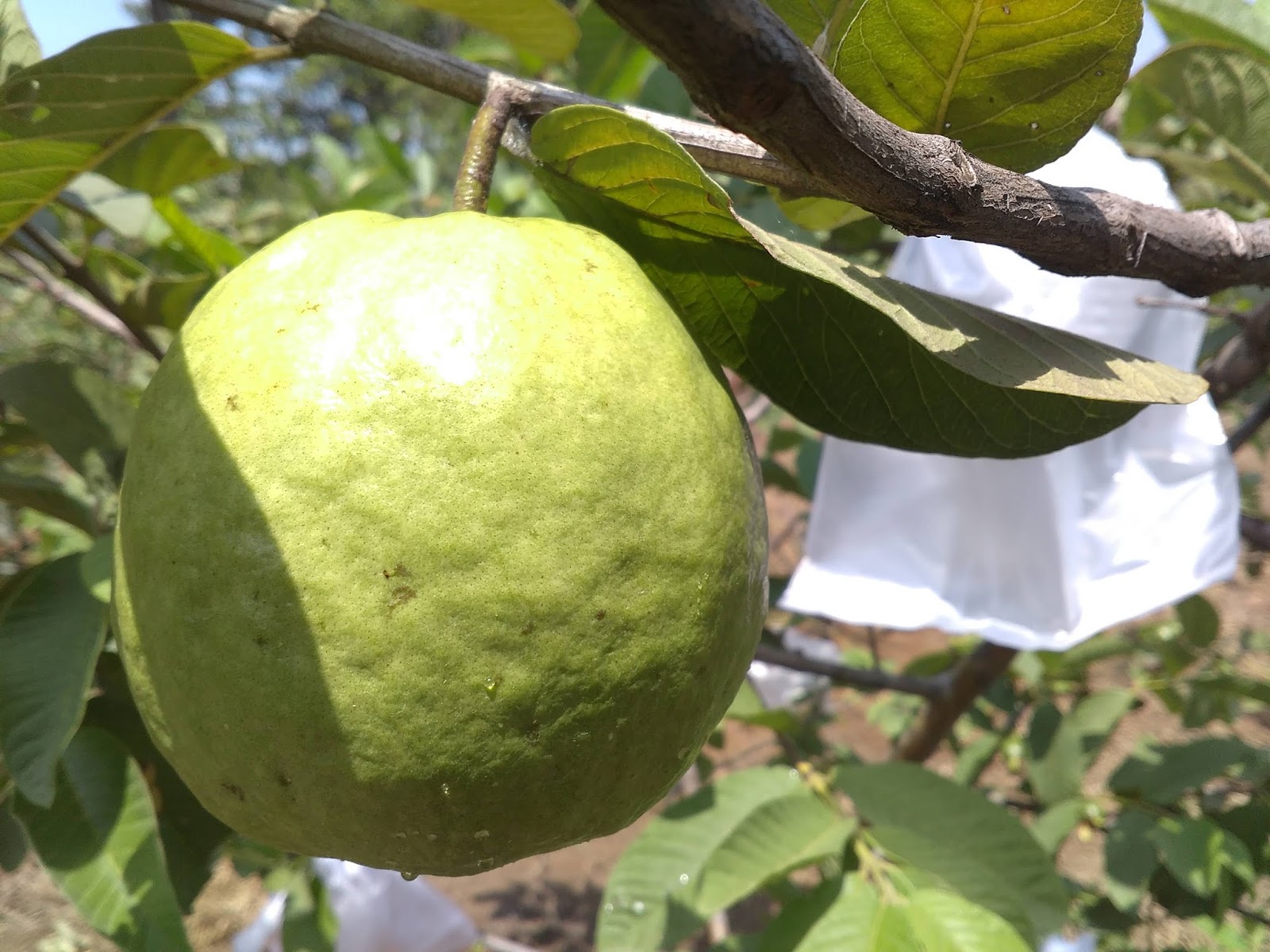 Dunia Buah Nusantara: Jambu Mutiara (Pearl Guava)