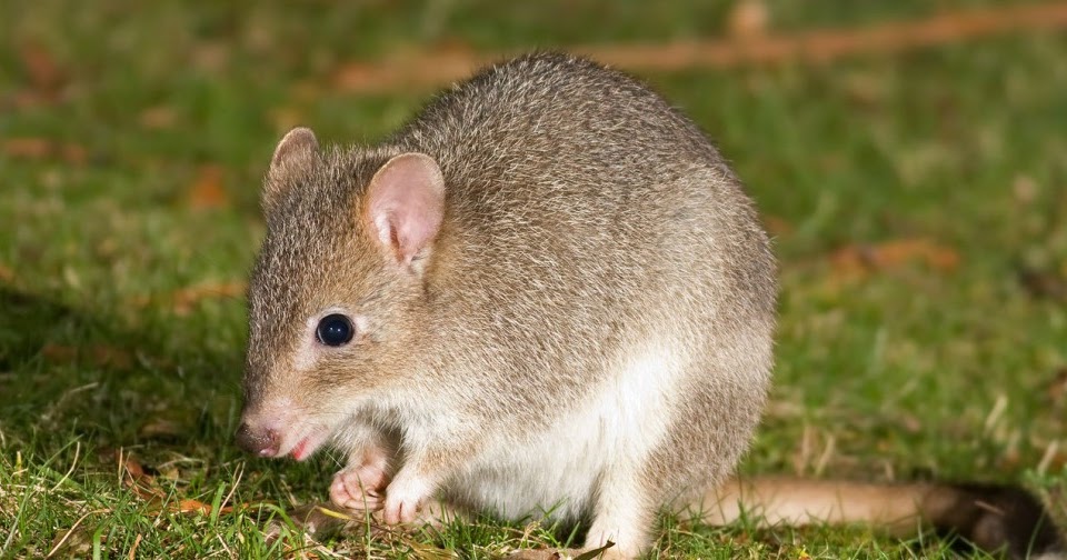 Natureza e Vida: ANIMAL ROEDOR AMEAÇADO EM EXTINÇÃO.