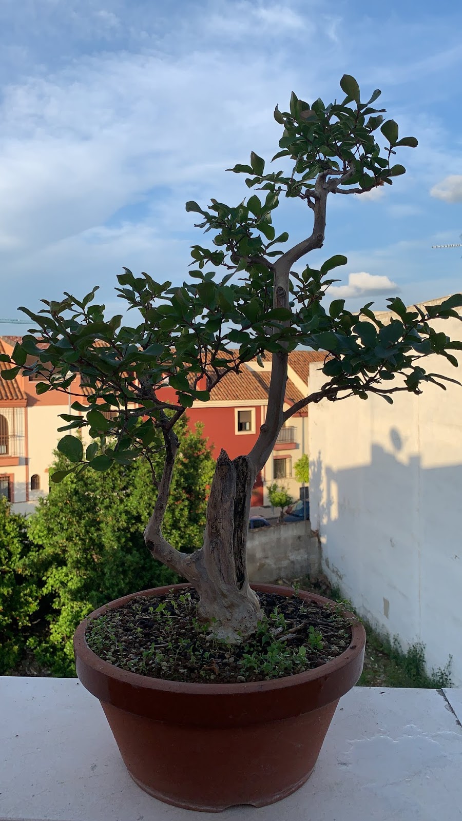 Jardin del Bonsai: Lagerstroemia indica,Arbol de jupiter