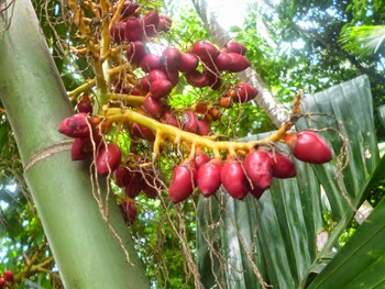 Lane Puwak - Palm tree - Areca concinna | SL Flora