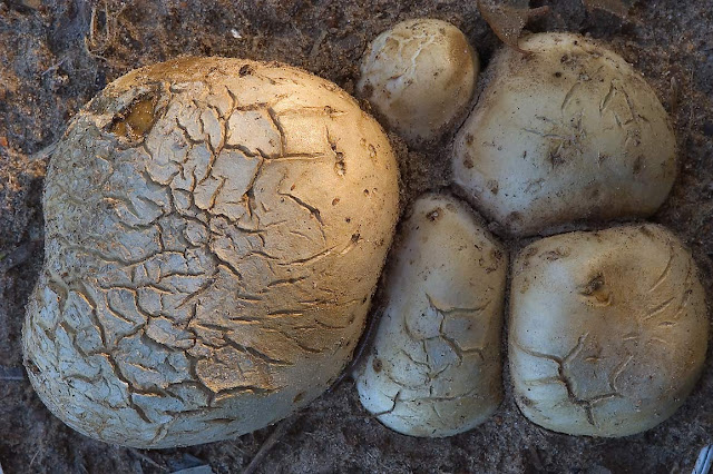 The Magic cafe: Коллекция грибов из Техаса (часть-1)