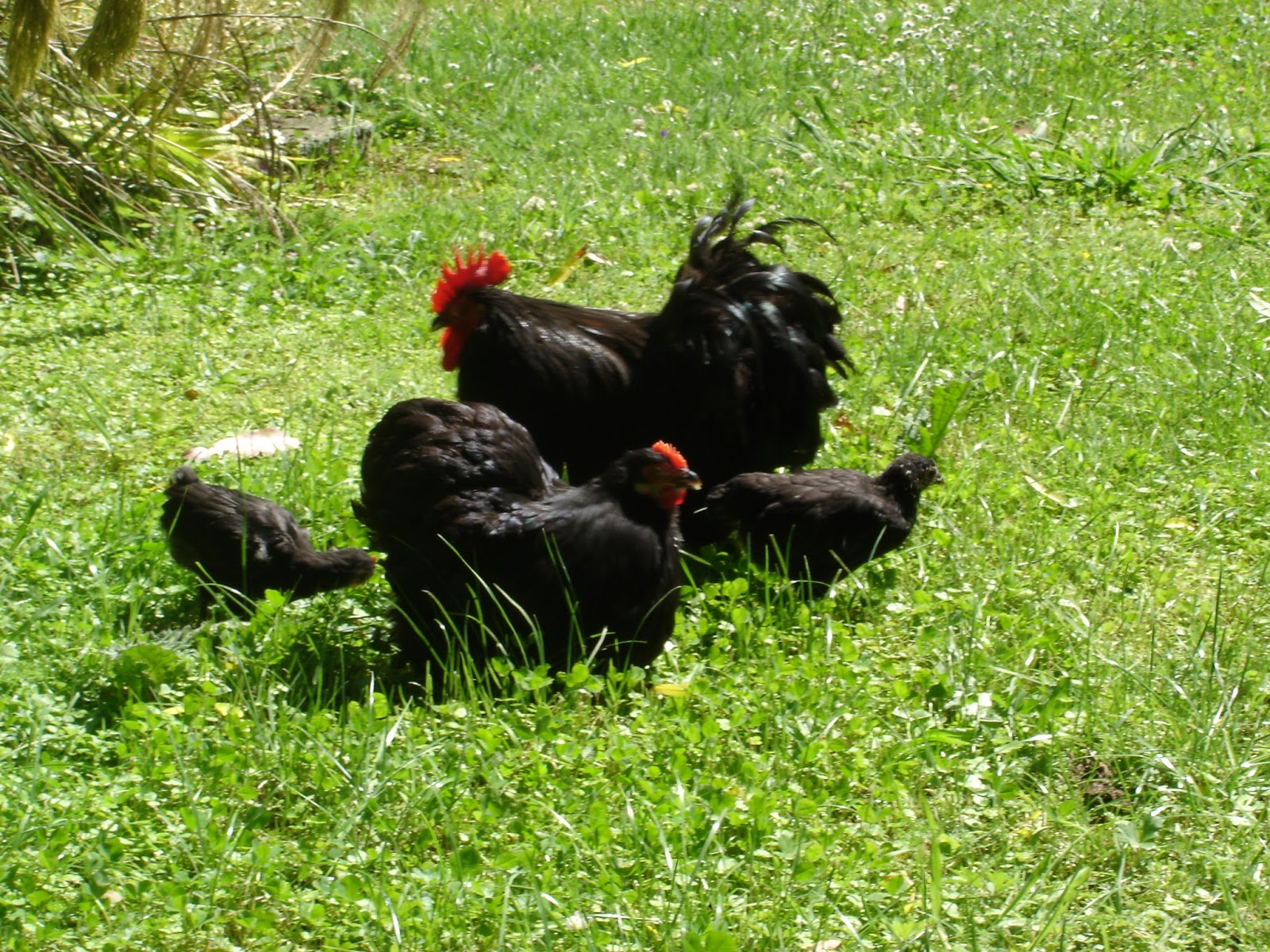 Woolshed 1: New Zealand farming. Poultry – Glossary of terms