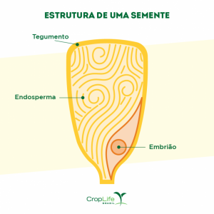 Estrutura básica de uma semente