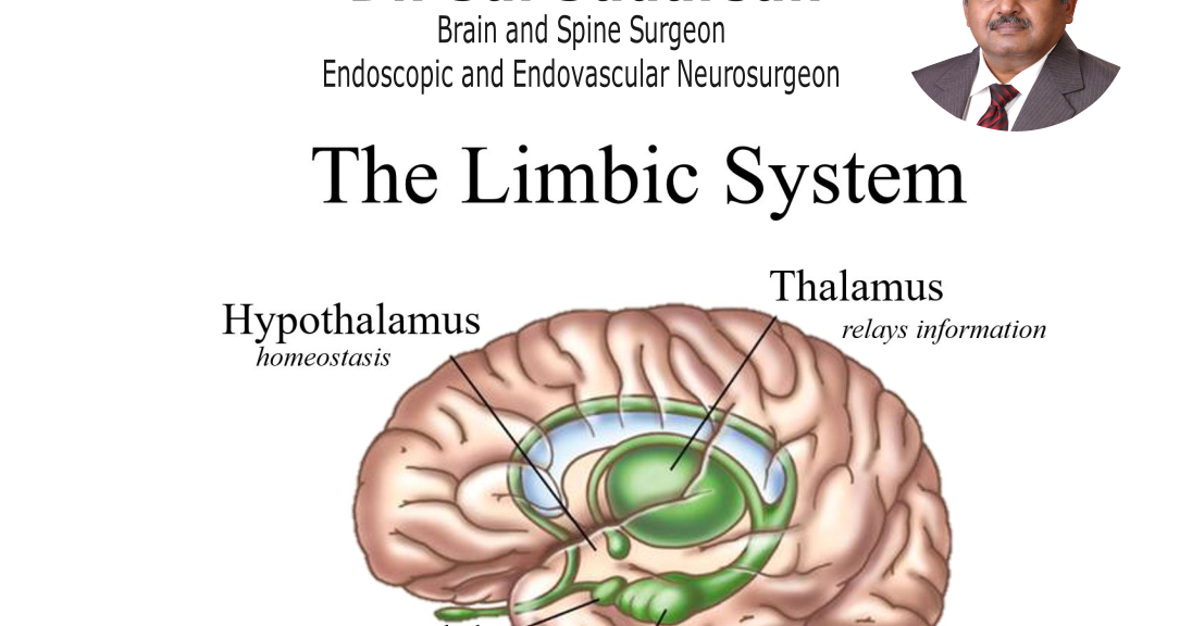 The Limbic System